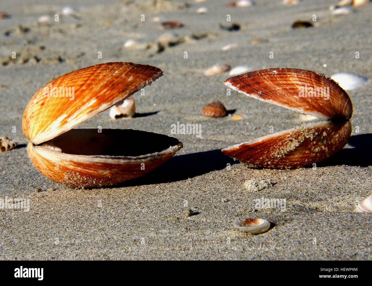 Cockles are small, edible bivalve mollusks from the family Cardiidae ...