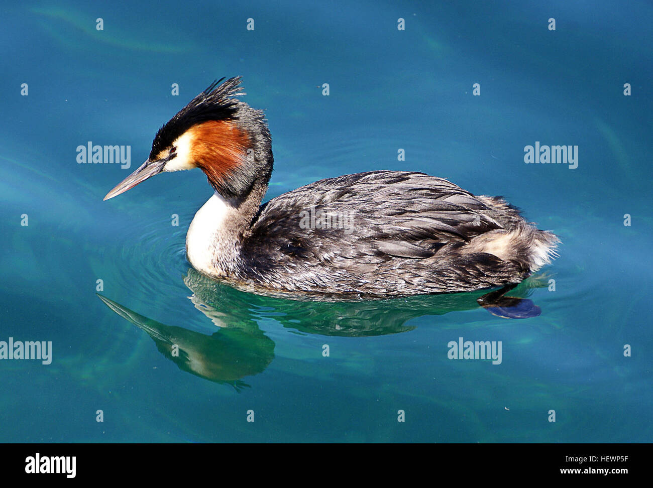 White patches are visible in flight hi-res stock photography and images ...