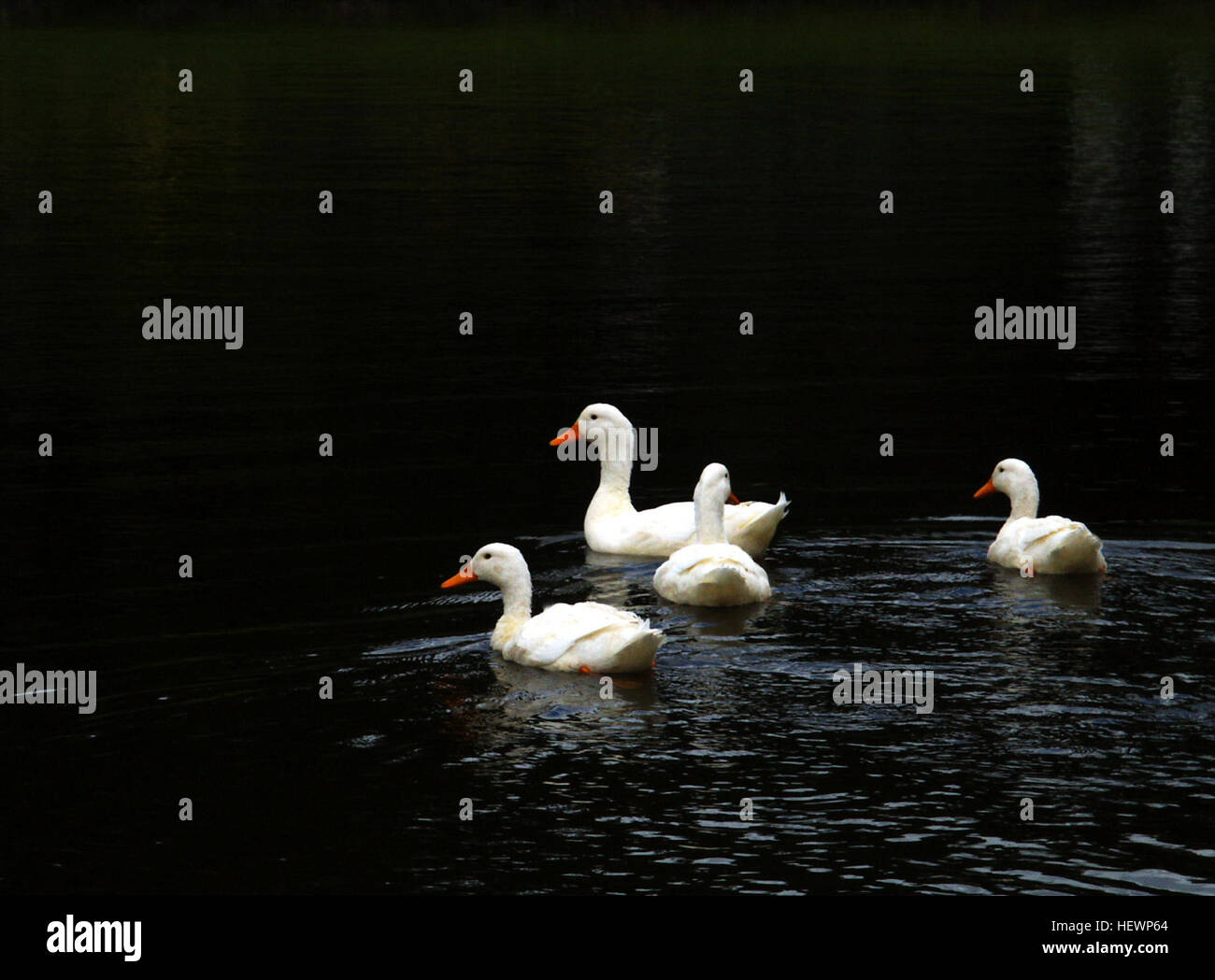Peaceful serene scene captures duck hi-res stock photography and images ...
