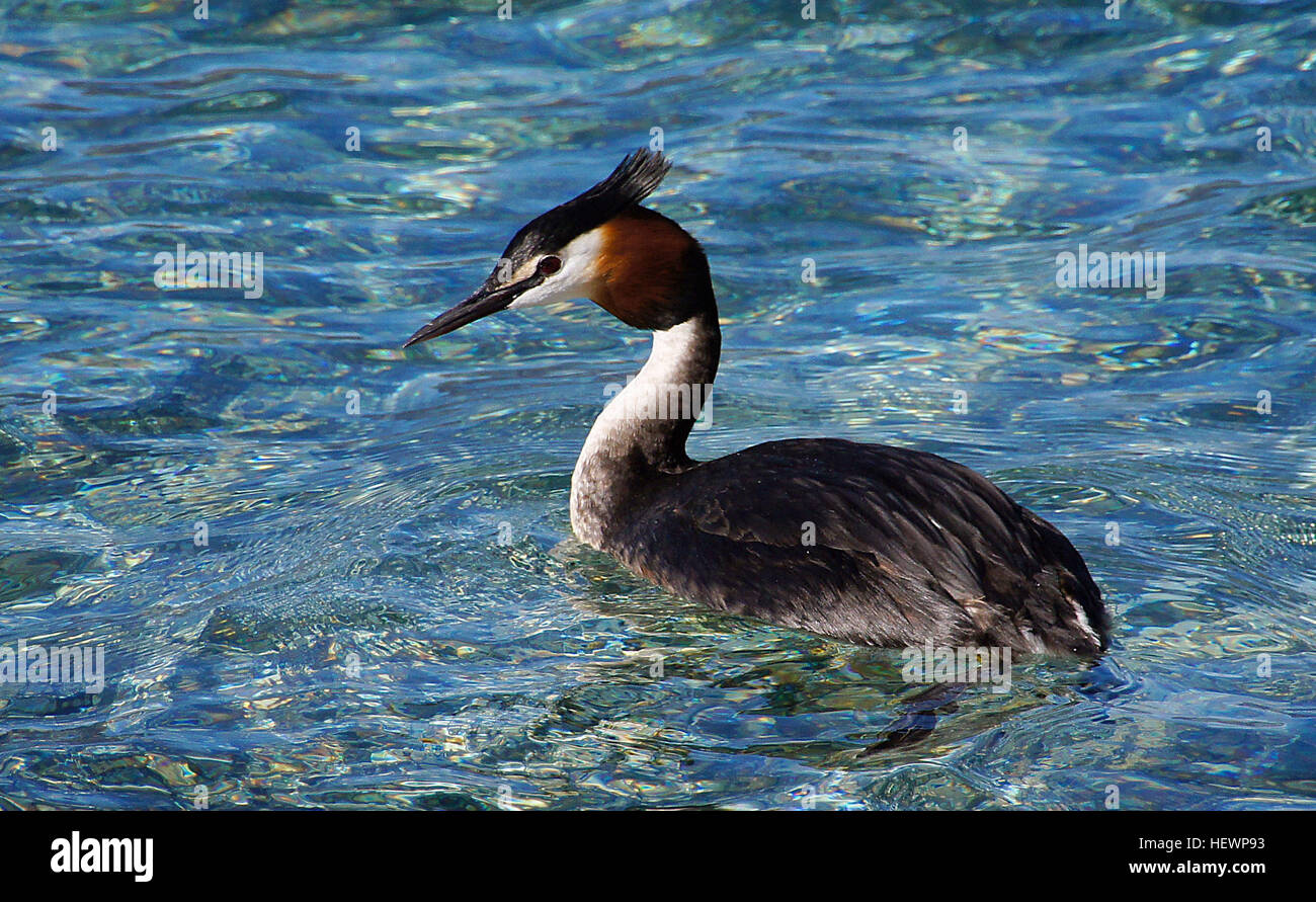 Bird with crest on back of head hi-res stock photography and images - Alamy