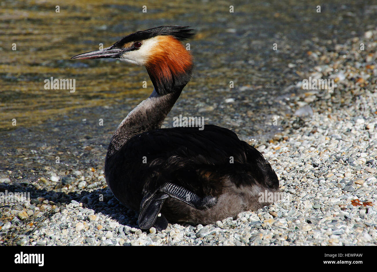 Mating displays hi-res stock photography and images - Alamy
