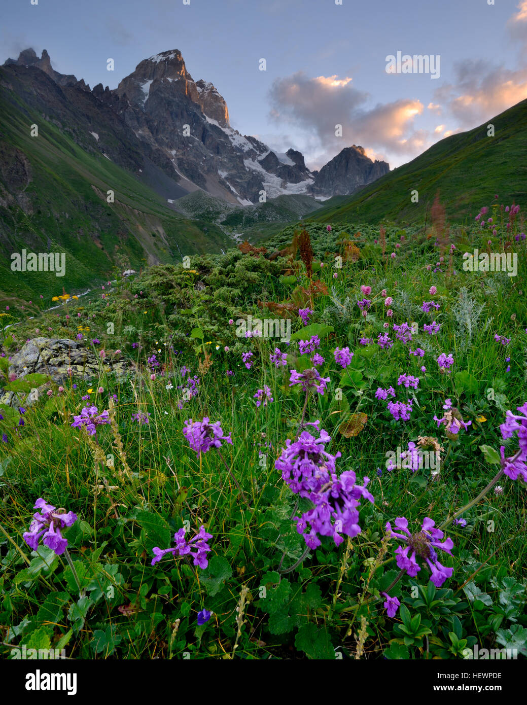 Caucasus mountain flower hi-res stock photography and images - Alamy