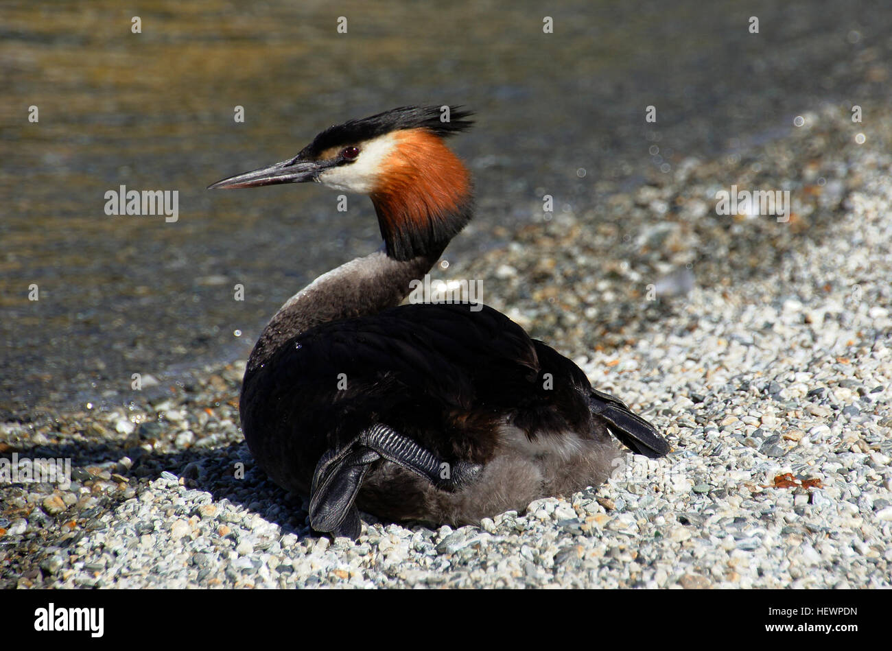 Australian diving birds hi-res stock photography and images - Alamy