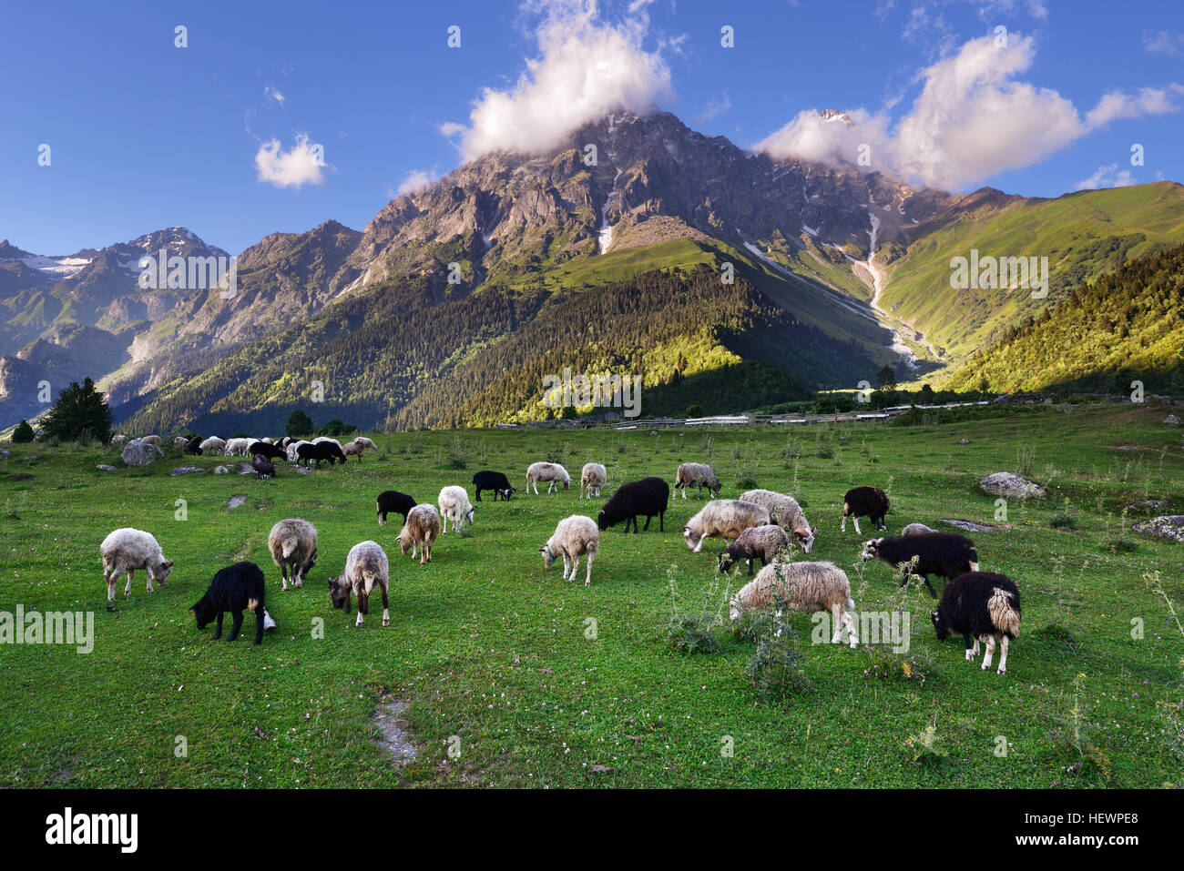 Sheep grazing, Mazeri Village Area, Usba Mountain in background ...