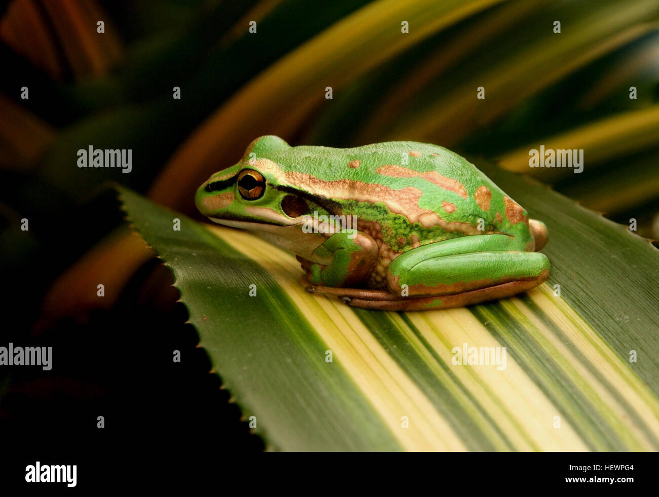The Green and Golden Bell Frog (Litoria aurea) is a remarkable amphibian known for its striking ...