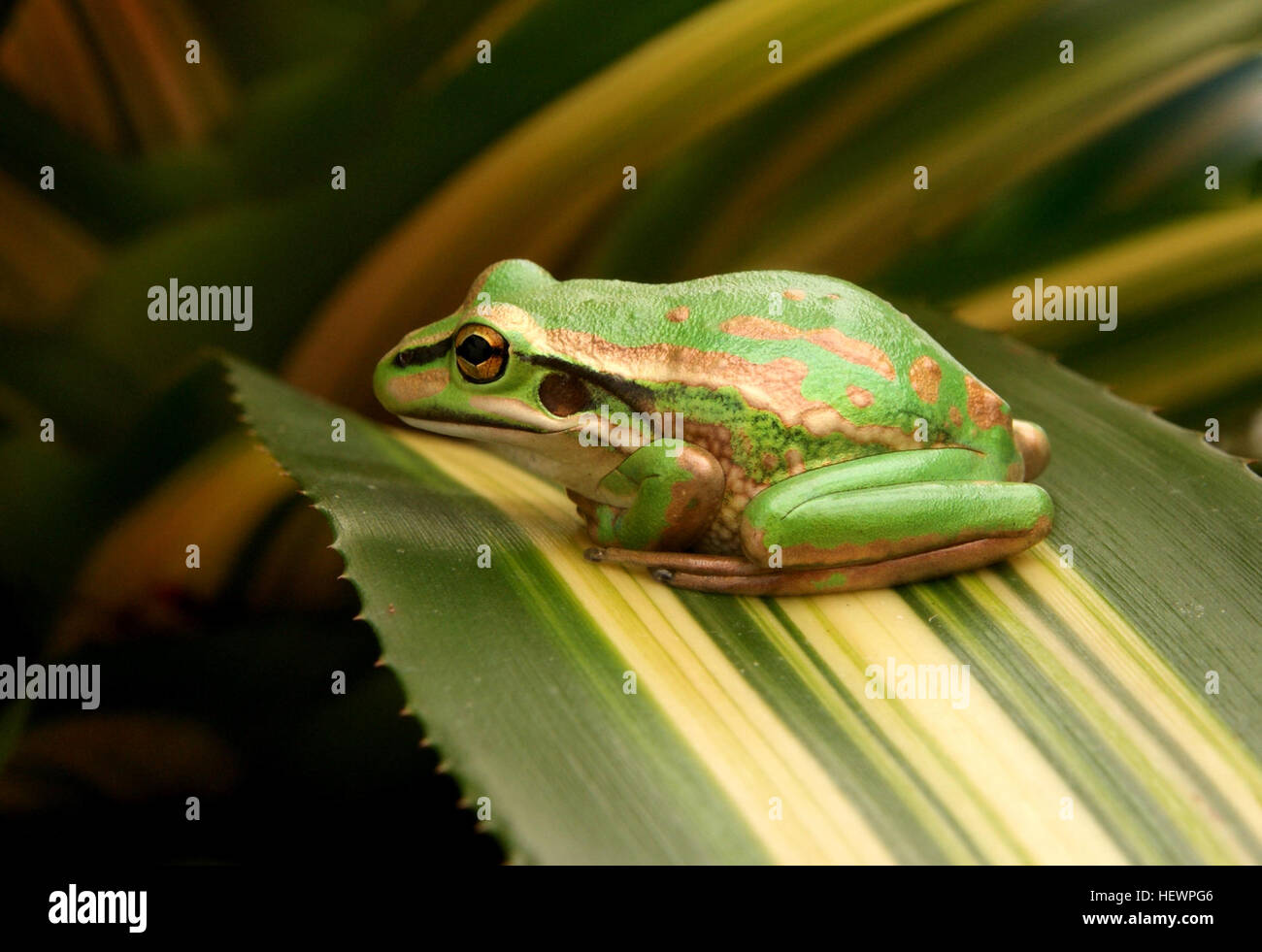 Confused frog hi-res stock photography and images - Alamy