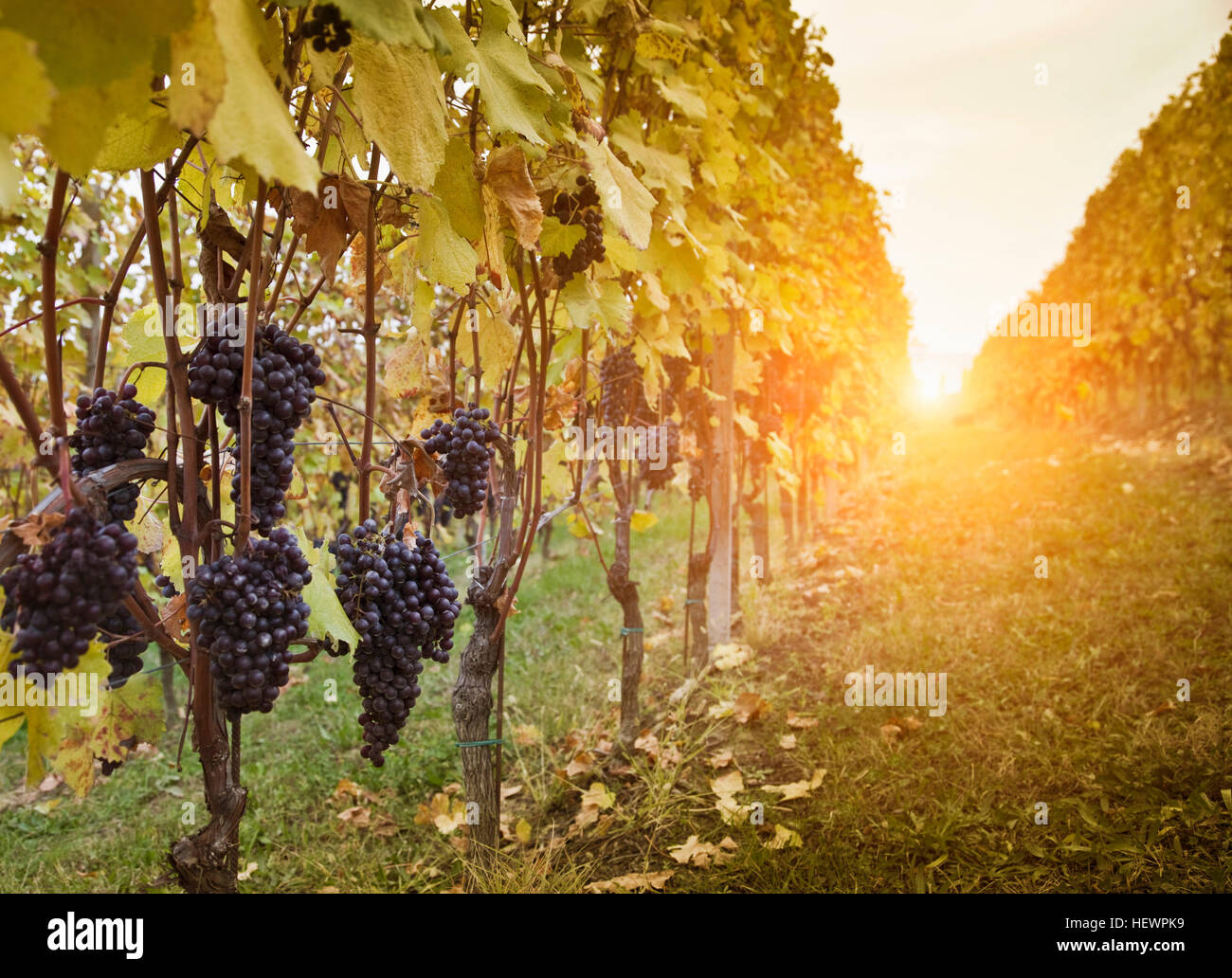Nebbiolo grapes hi-res stock photography and images - Alamy
