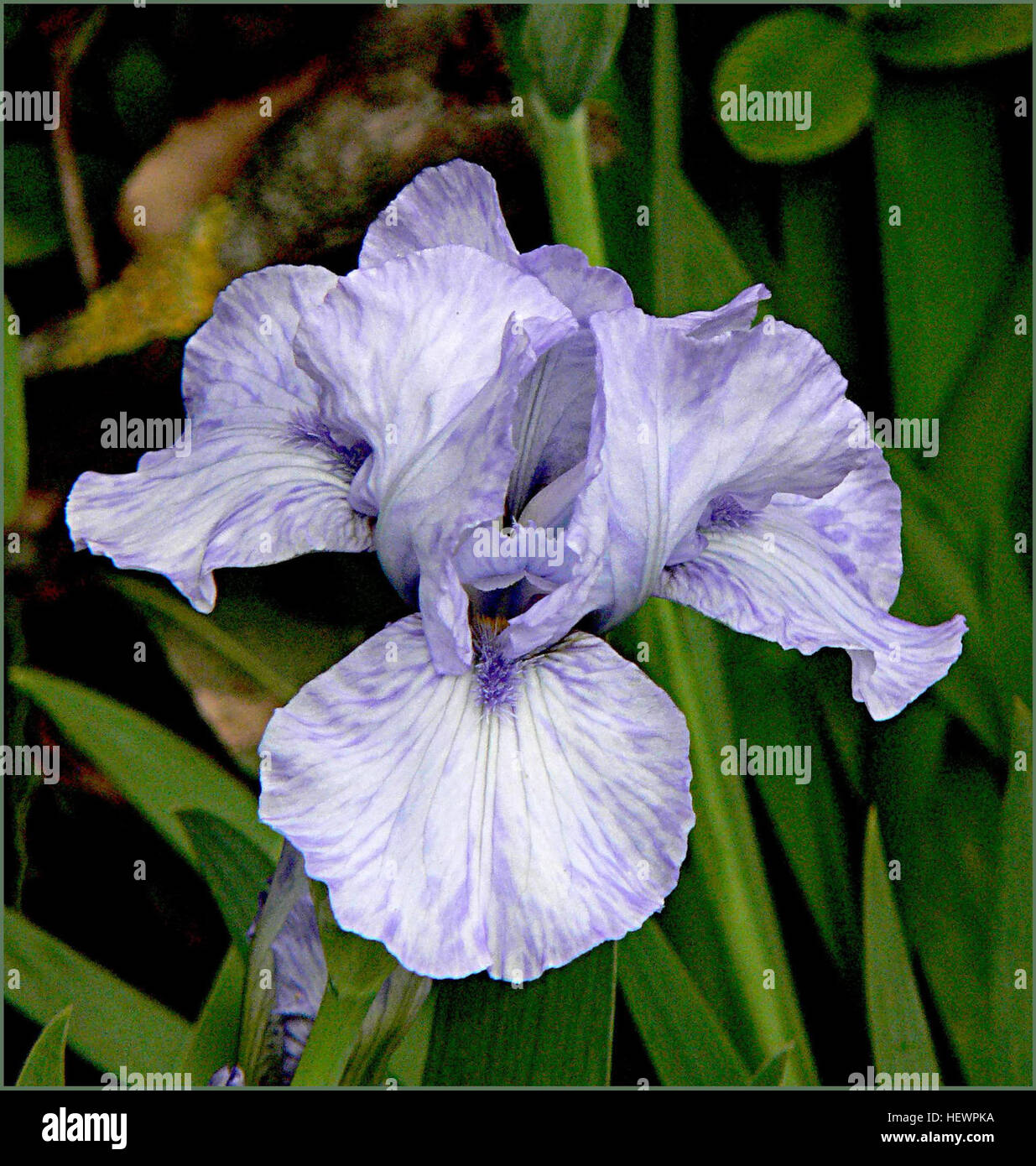 The depiction of Iris flowers highlights their delicate beauty and ...