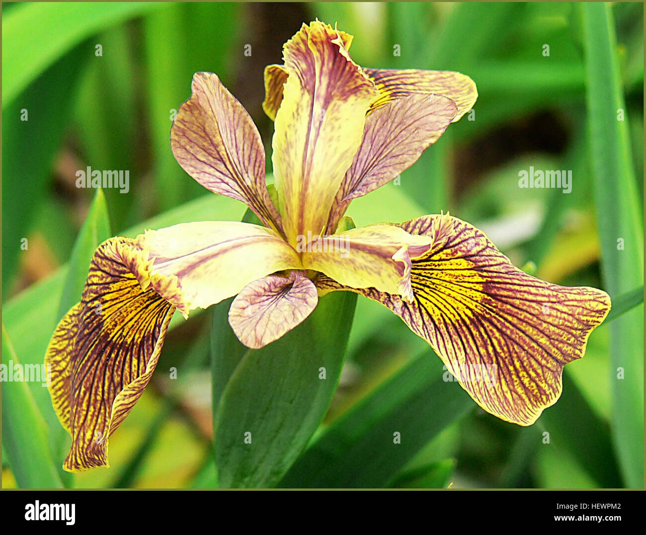 The painting 'Iris, Flowers' showcases the vibrant colors and intricate ...