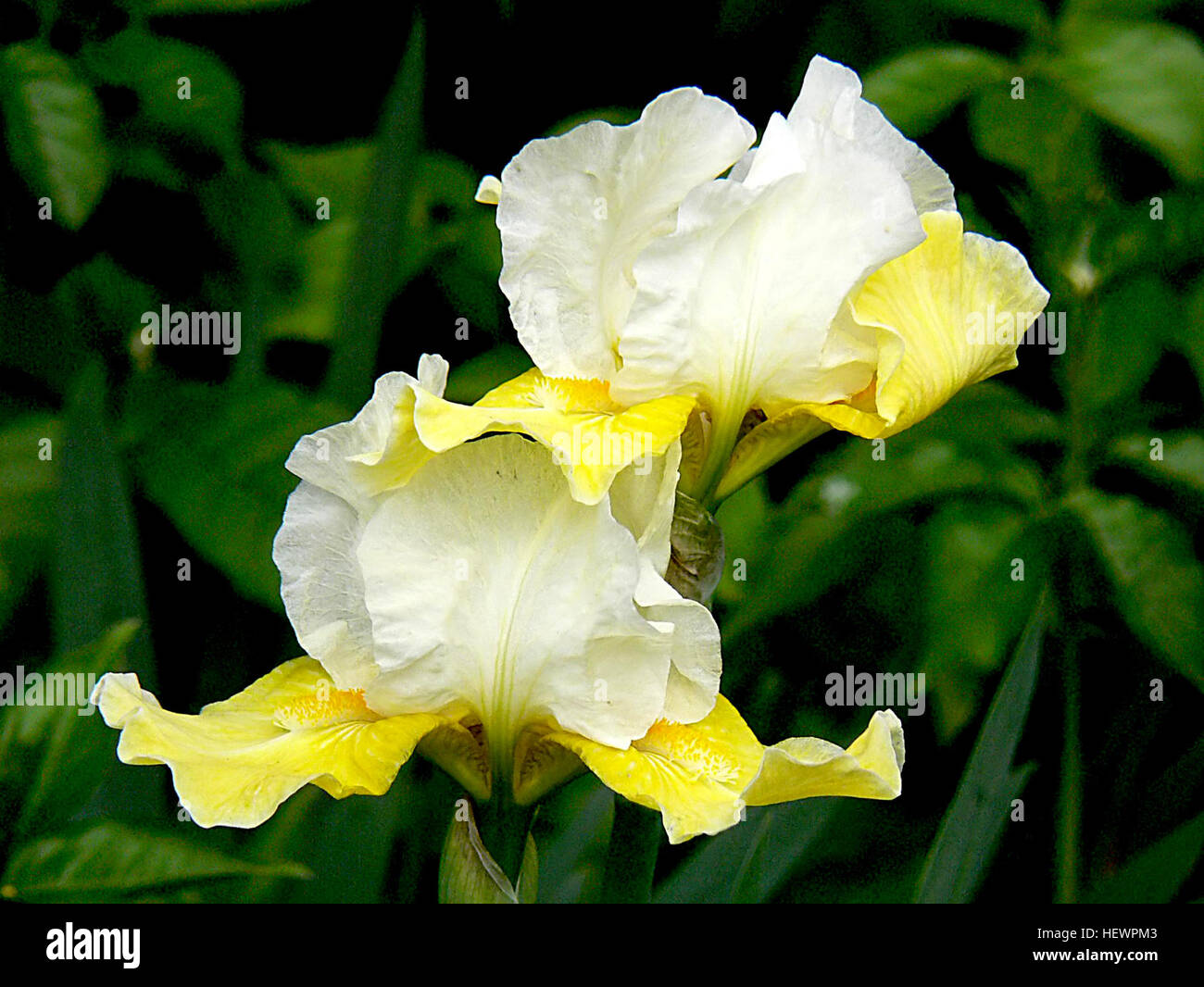 Specific flower structures hi-res stock photography and images - Alamy