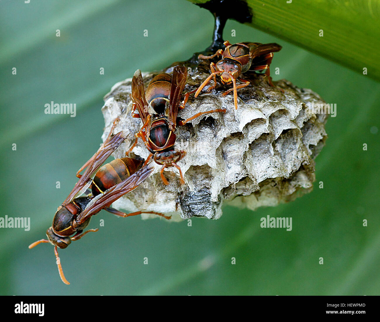 The Australian paper wasp, Polistes humilis, builds small nests under ...