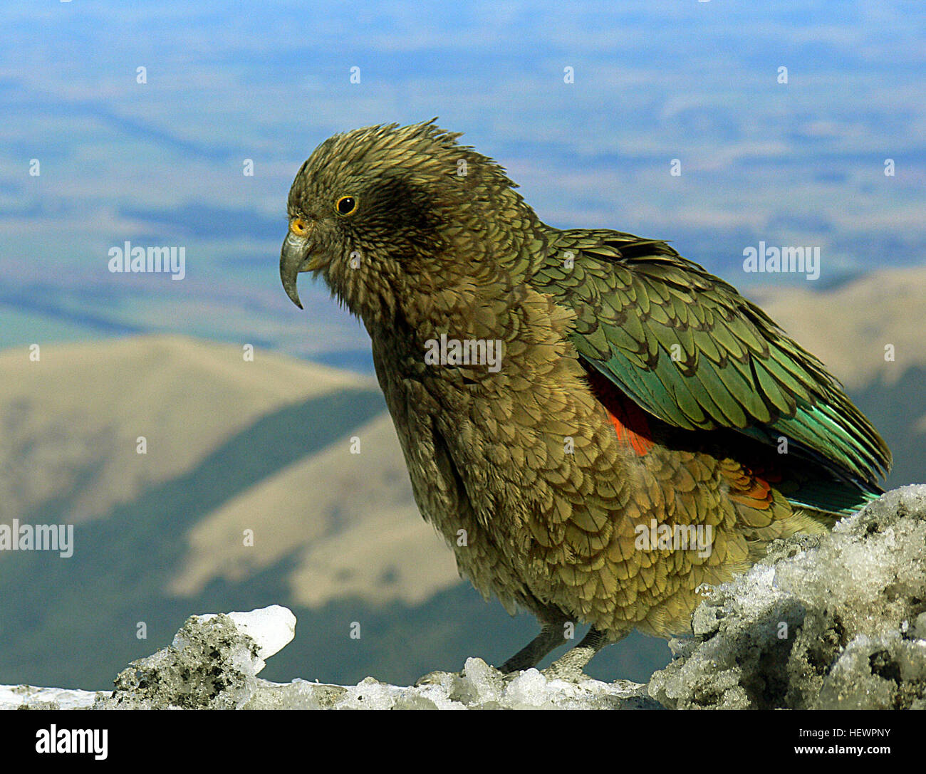 Cold climate parrot hi-res stock photography and images - Alamy