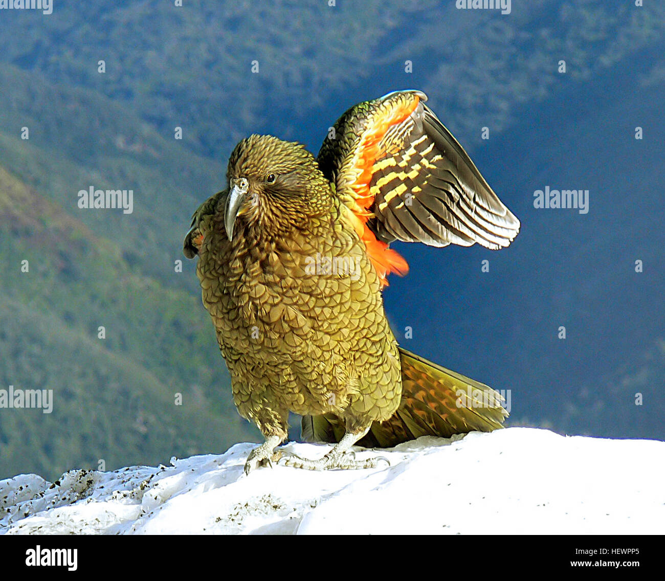 The kea is a large, intelligent parrot species native to the South ...