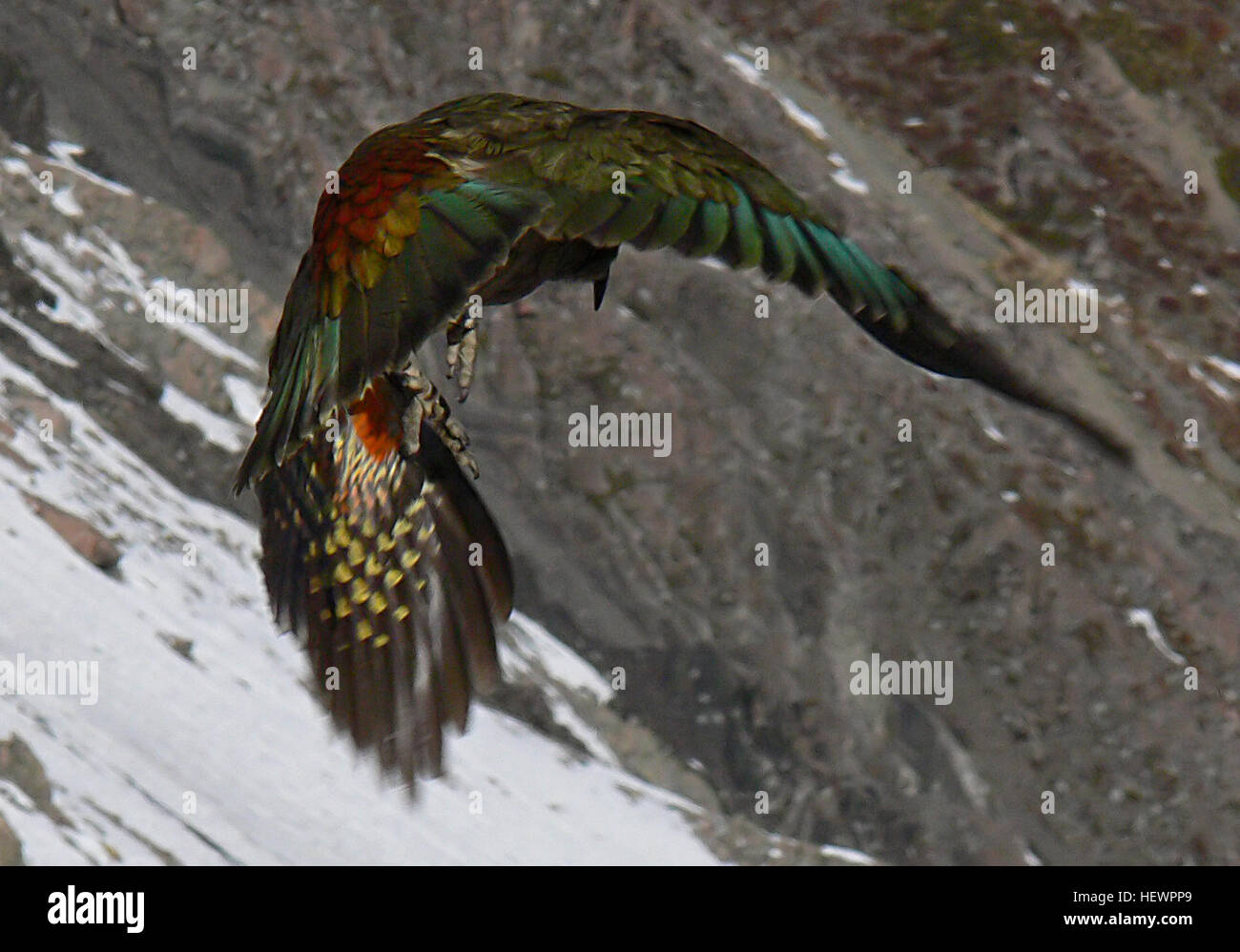 Kea Flying High Resolution Stock Photography and Images - Alamy