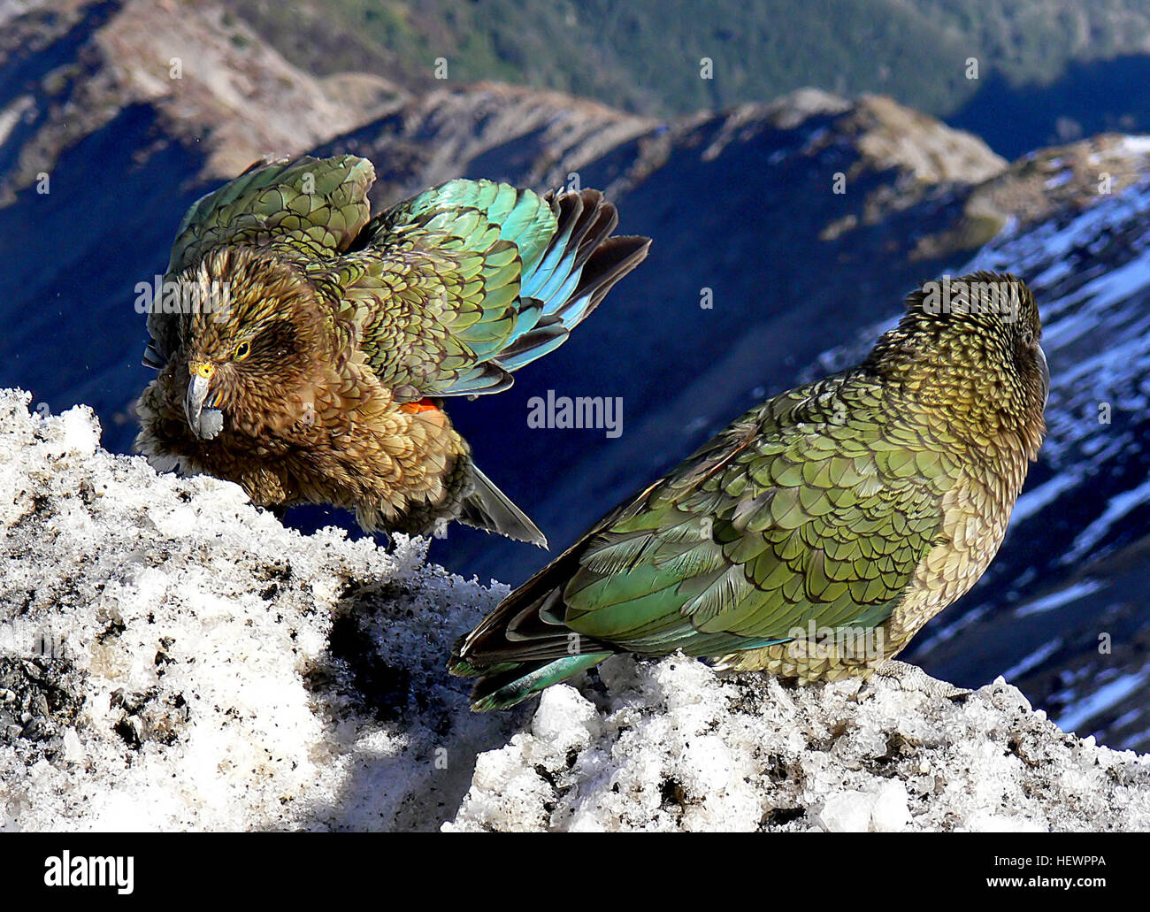 The Kea is a large, intelligent parrot native to the South Island of ...