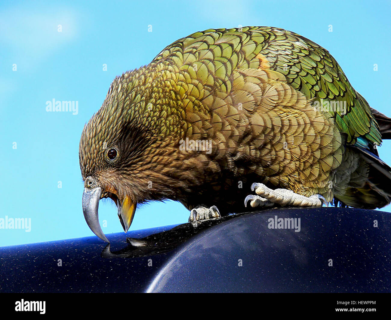 The kea (Nestor notabilis) is a large parrot native to New Zealand ...