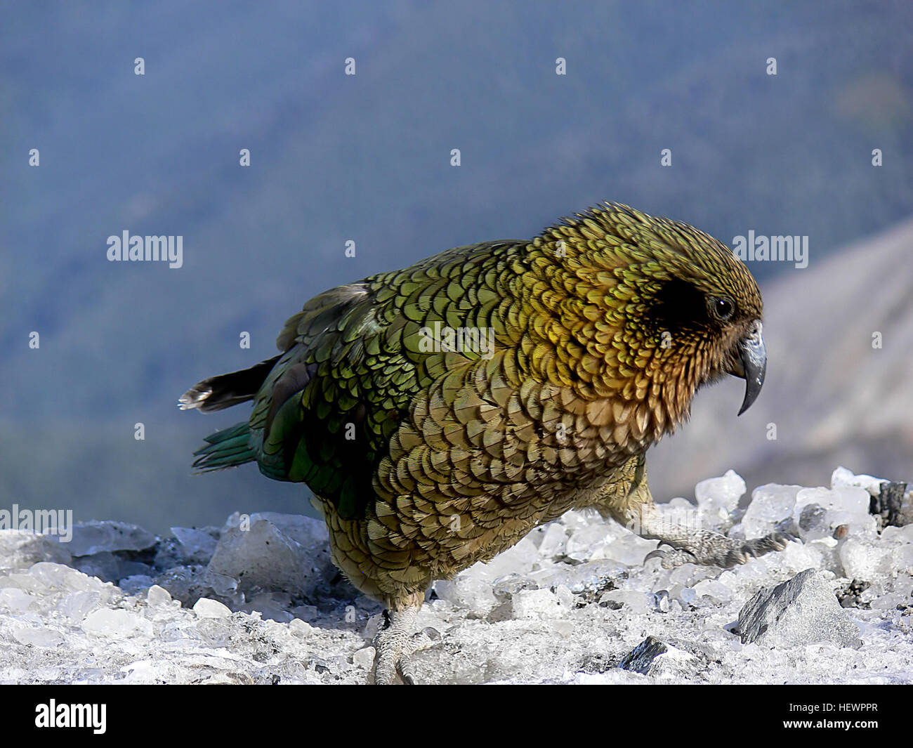 Kea parrot nestor notabilis hi-res stock photography and images - Alamy
