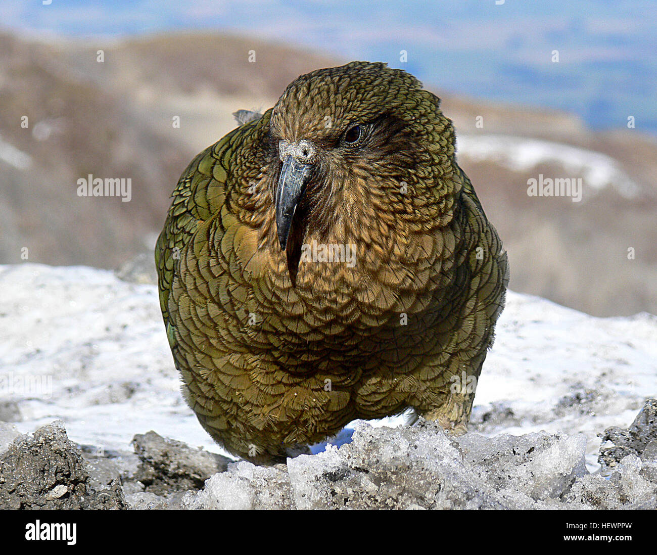 The kea, a large species of parrot native to the South Island of New ...