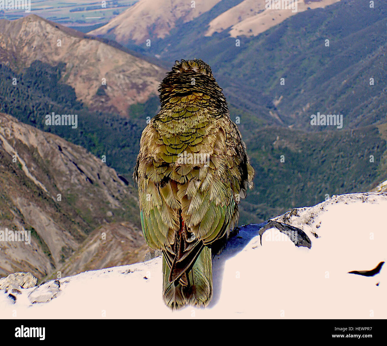 The Kea, a large parrot species native to New Zealand, thrives in ...