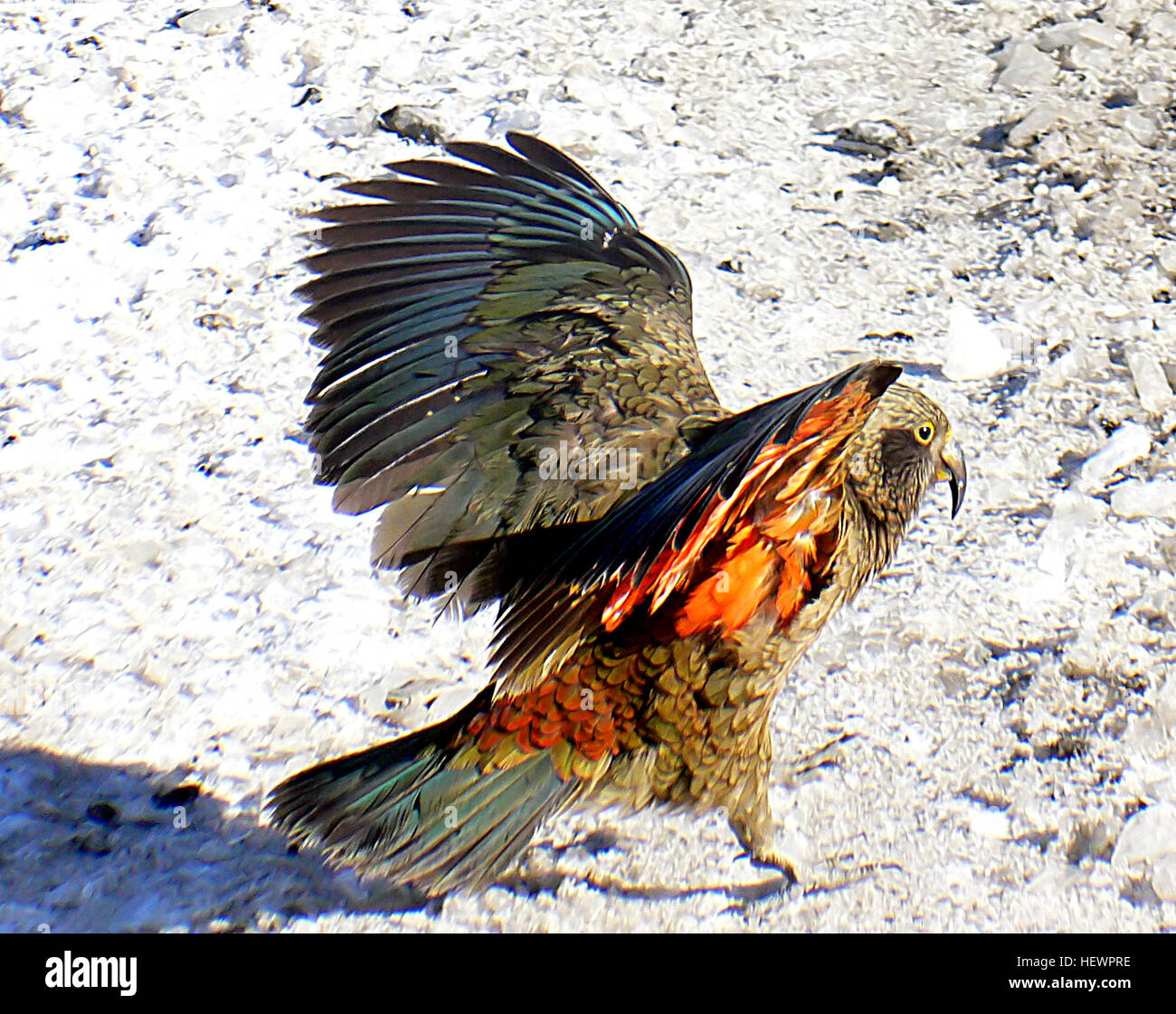 The kea (Nestor notabilis) is a large, intelligent parrot native to the ...