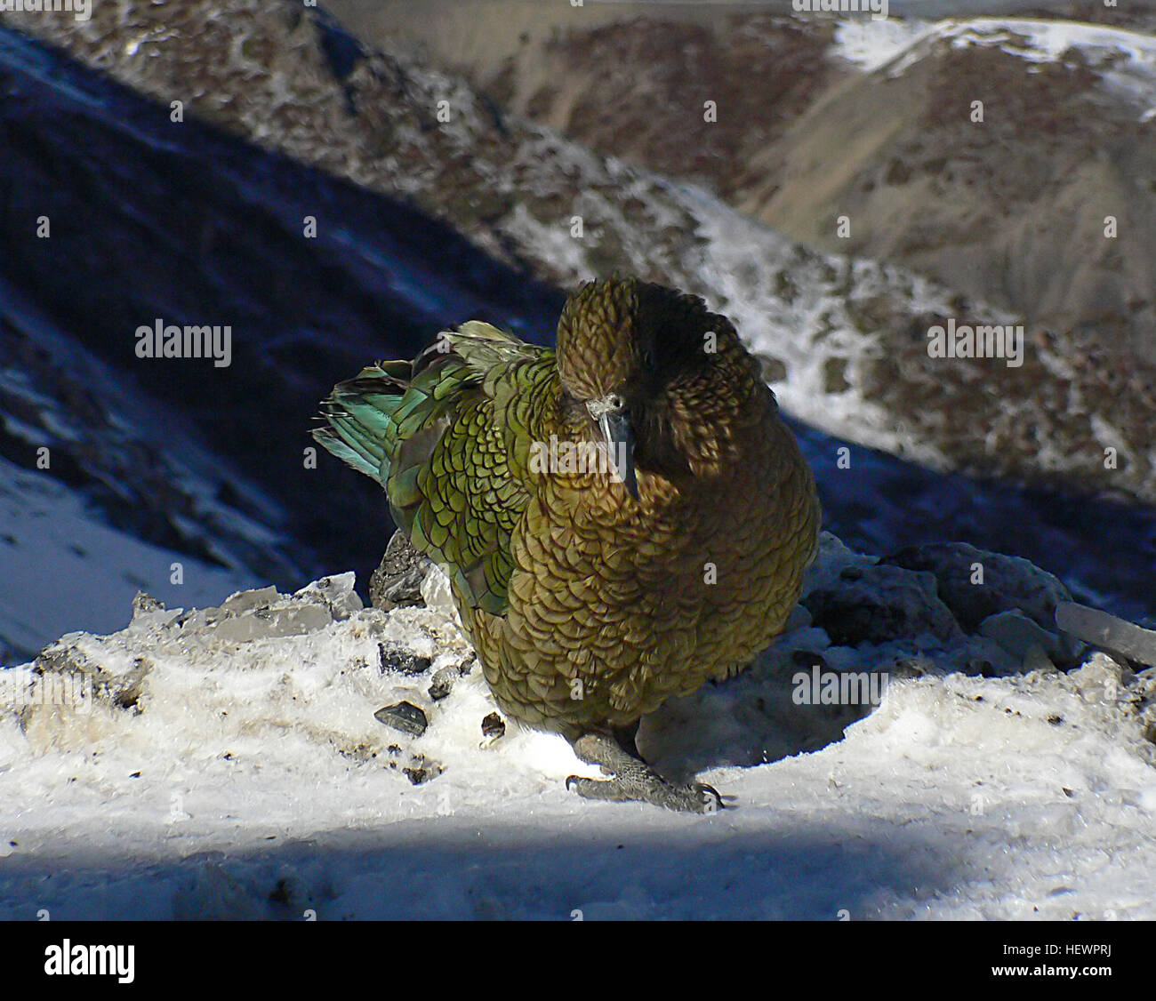 The Kea (Nestor notabilis) is a large, intelligent parrot native to the ...