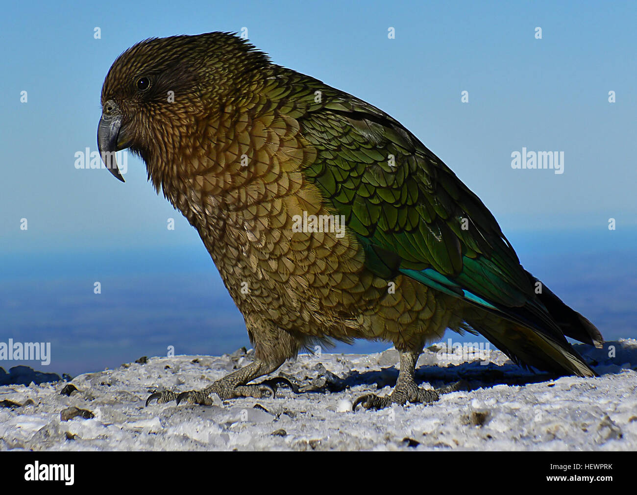 The kea is a large, intelligent parrot native to the South Island of ...