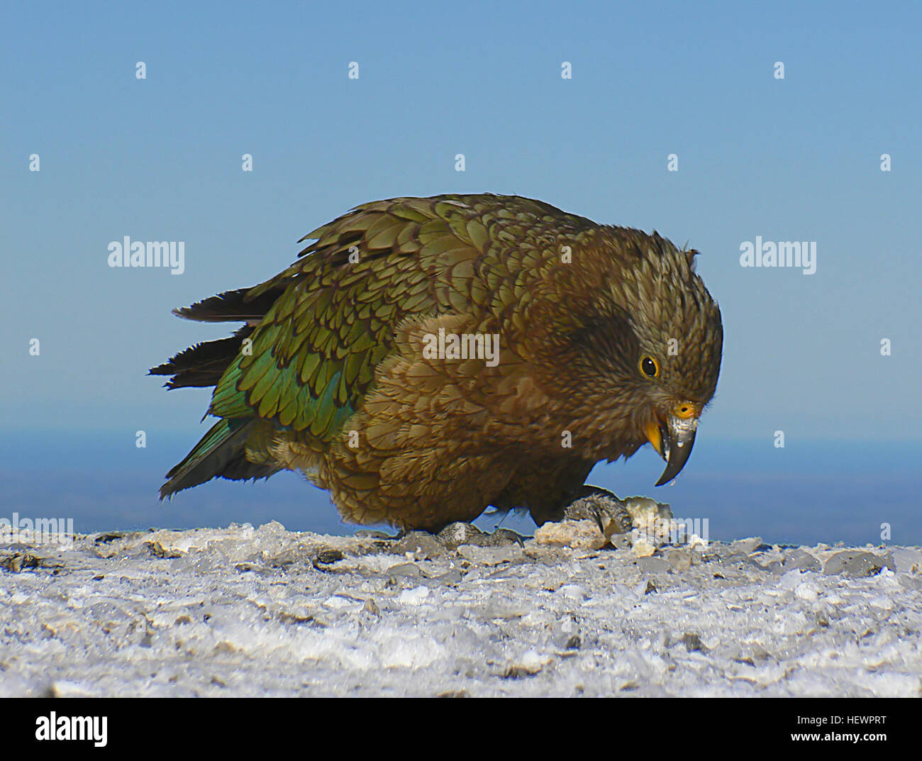 Kea large intelligent parrot hi-res stock photography and images - Alamy