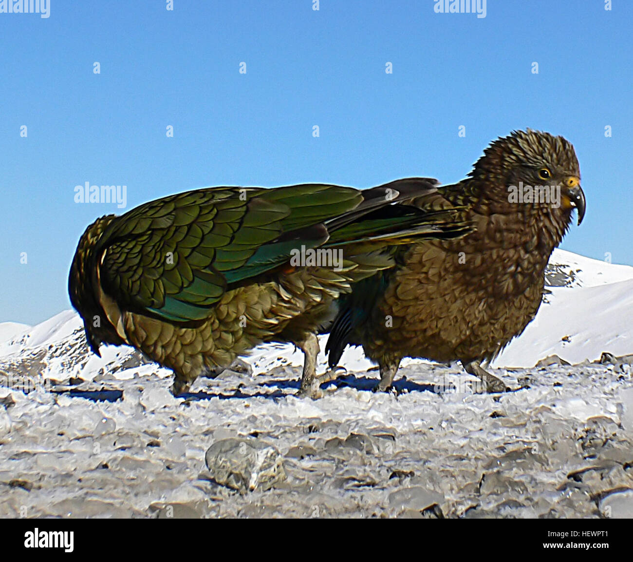 Snow parrots hi-res stock photography and images - Alamy