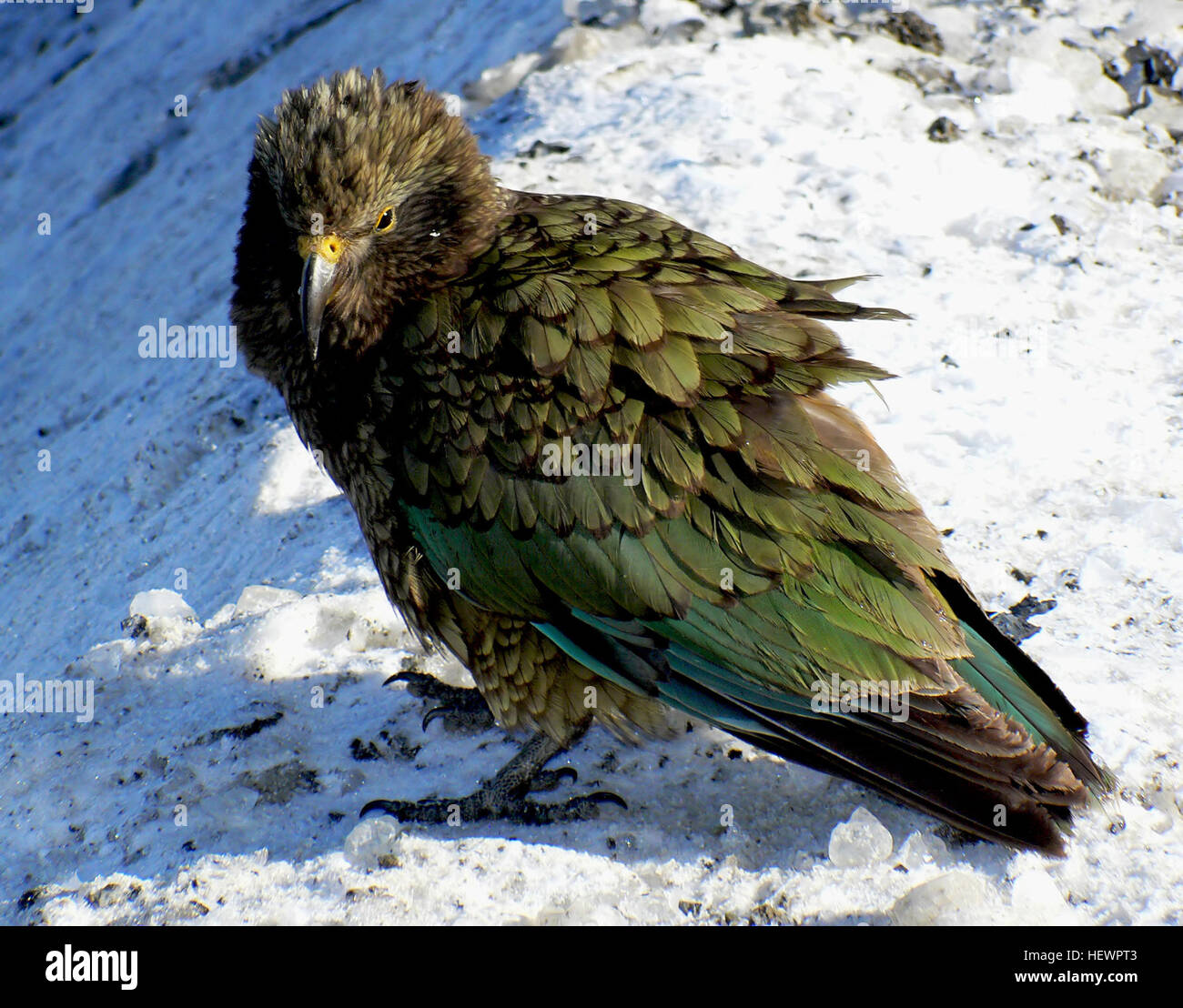 The kea (Nestor notabilis), a large parrot species, is native to the ...