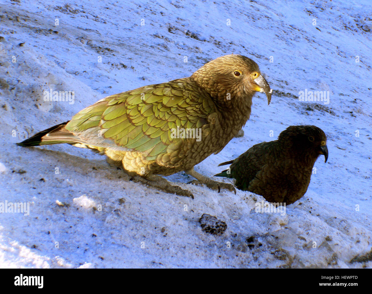 The Kea, a large parrot native to New Zealand, is seen playing in the ...