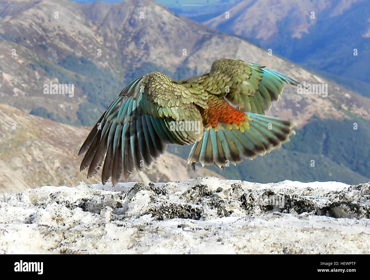 The Kea is a large parrot native to the South Island of New Zealand ...