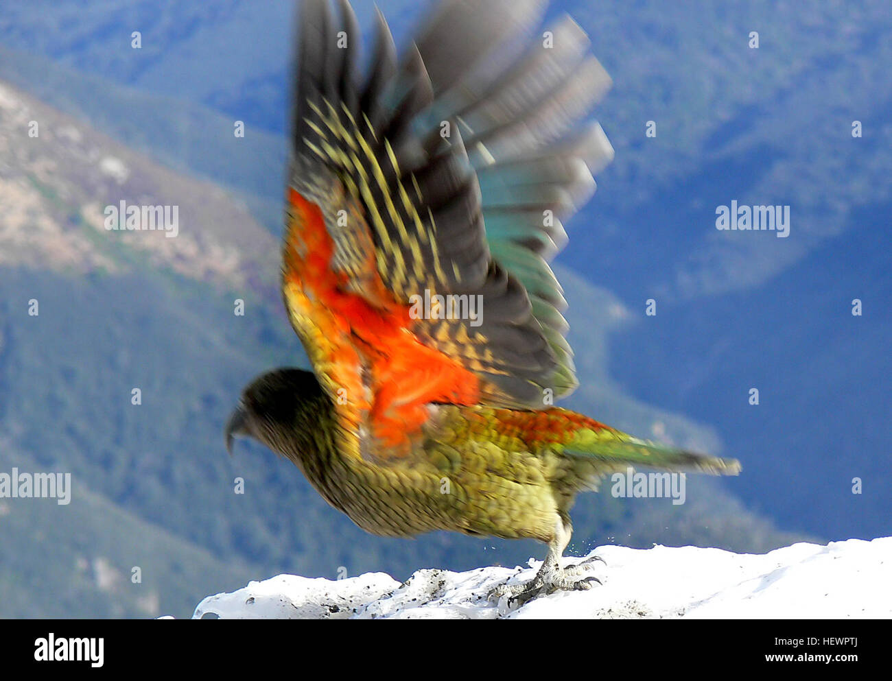 New zealands iconic flightless bird hi-res stock photography and images ...