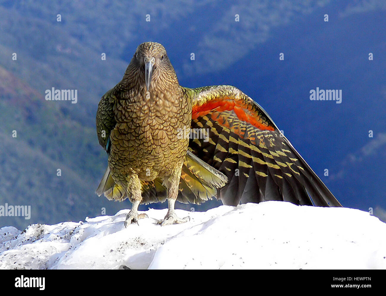 The Kea is a large, alpine parrot native to the South Island of New ...