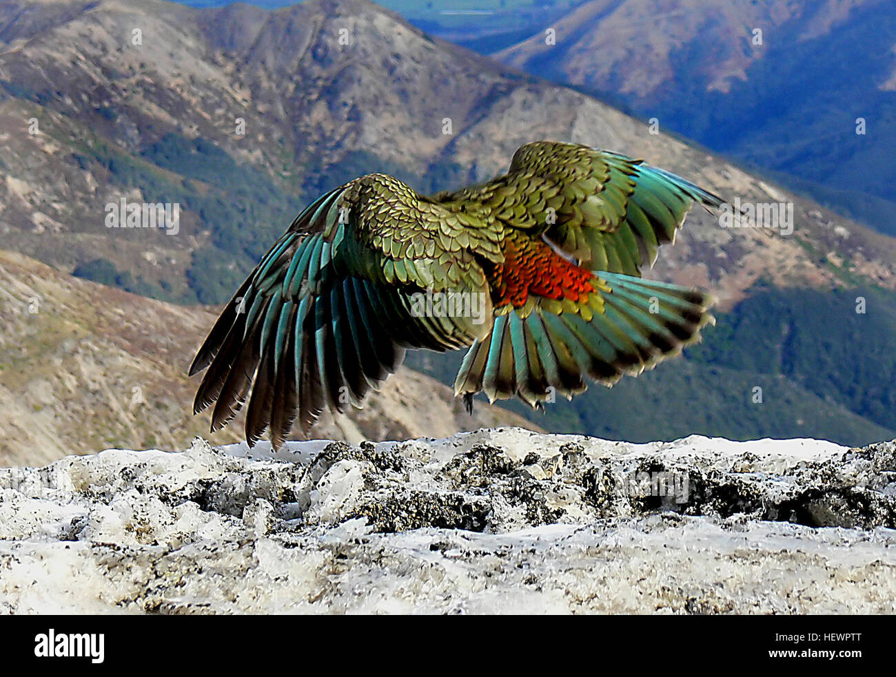 Alpine Parrot Photography