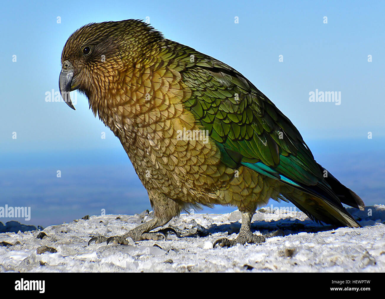 The kea, a large parrot species native to New Zealand, thrives in the ...