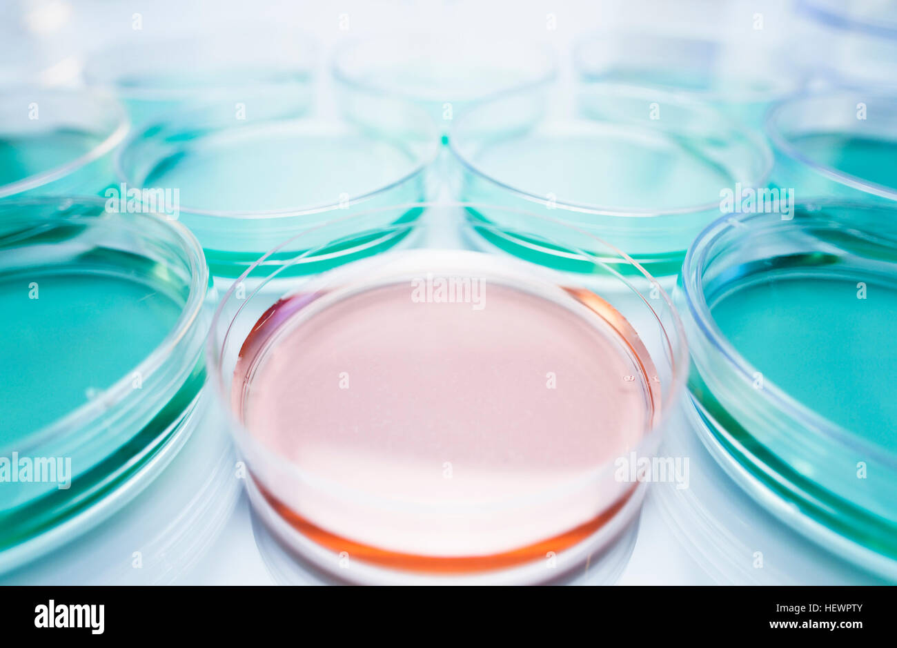 Coloured solutions in petri dish Stock Photo - Alamy