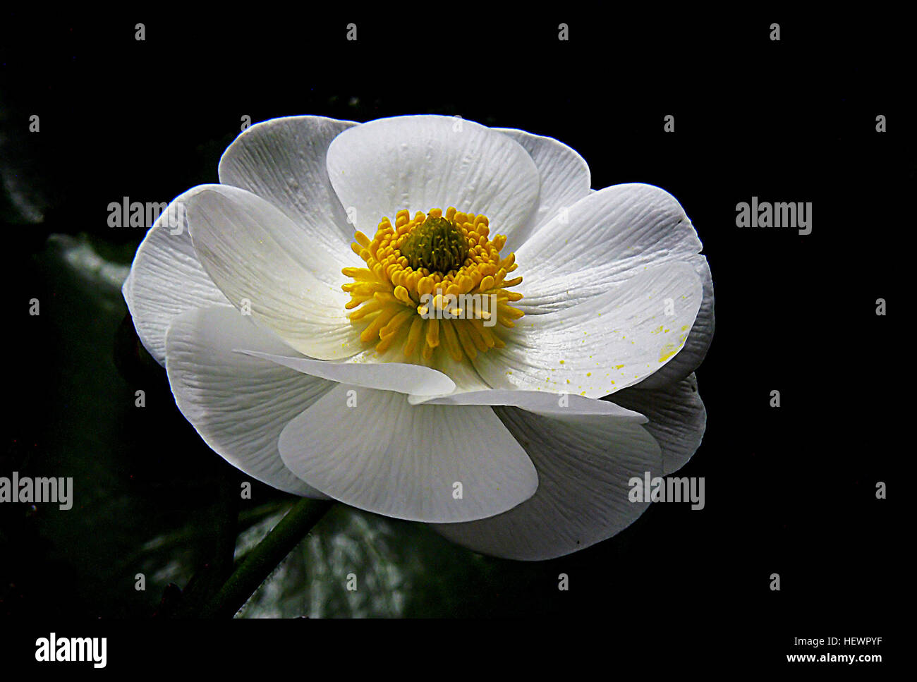 The Mount Cook lily, native to New Zealand, is the world's largest ...