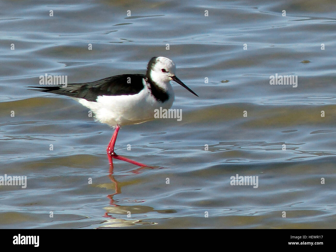 Black and white wading bird it has a long hi-res stock photography and ...