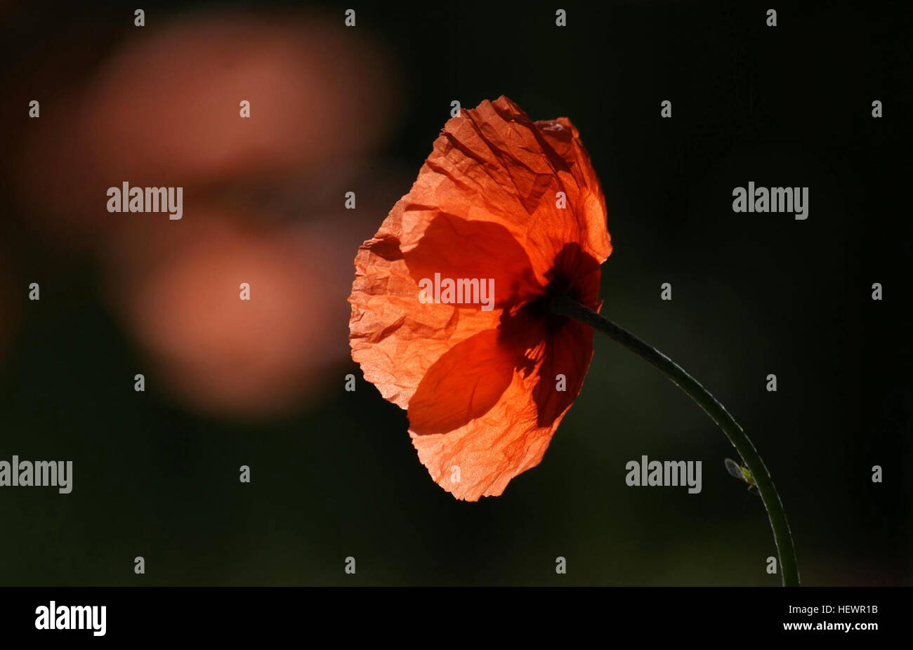 The poppy, an angiosperm in the Papaveraceae family, is renowned for ...