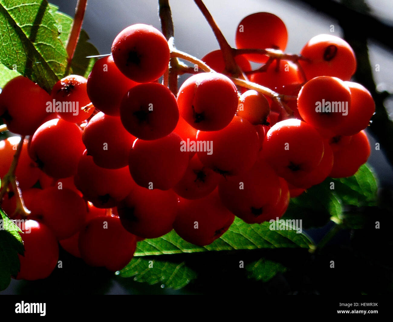 Species sorbus aucuparia hi-res stock photography and images - Alamy