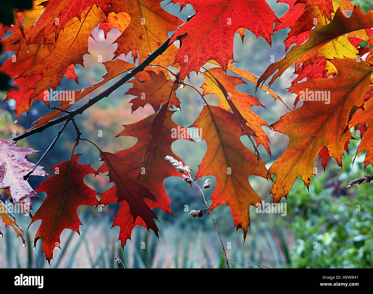 Autumn foliage is the natural process where deciduous trees and shrubs transform their leaves ...