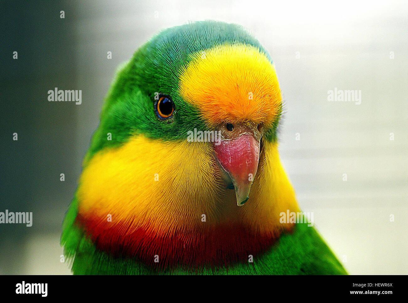 The Superb Parrot (*Polytelis swainsonii*), also called Barraband's ...
