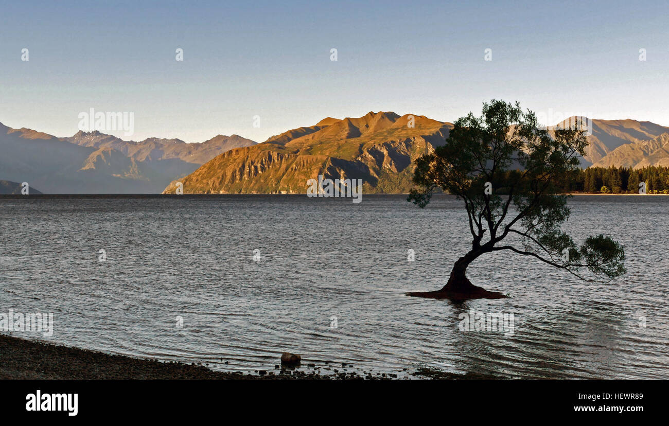 Wanaka’s lonely Willow tree is a well-known New Zealand landmark ...