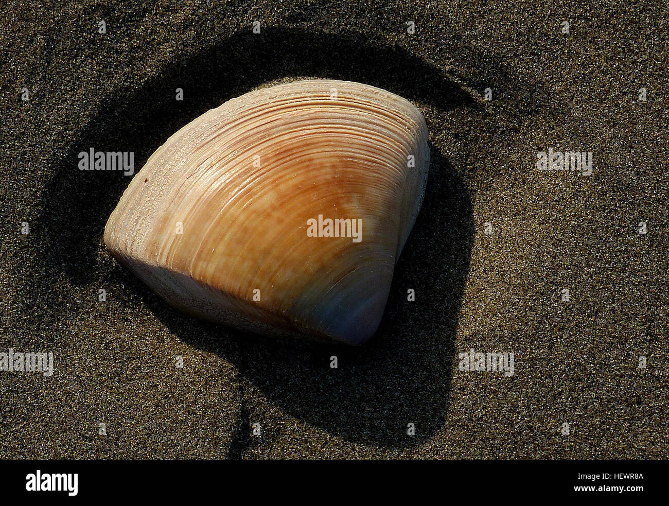 Large marine bivalve mollusc hi-res stock photography and images - Alamy