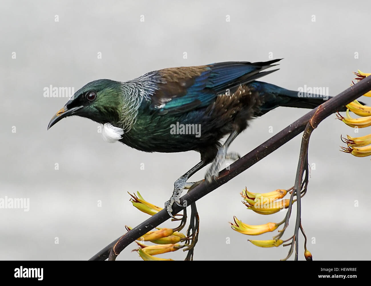 Eat mainly insects hi-res stock photography and images - Alamy