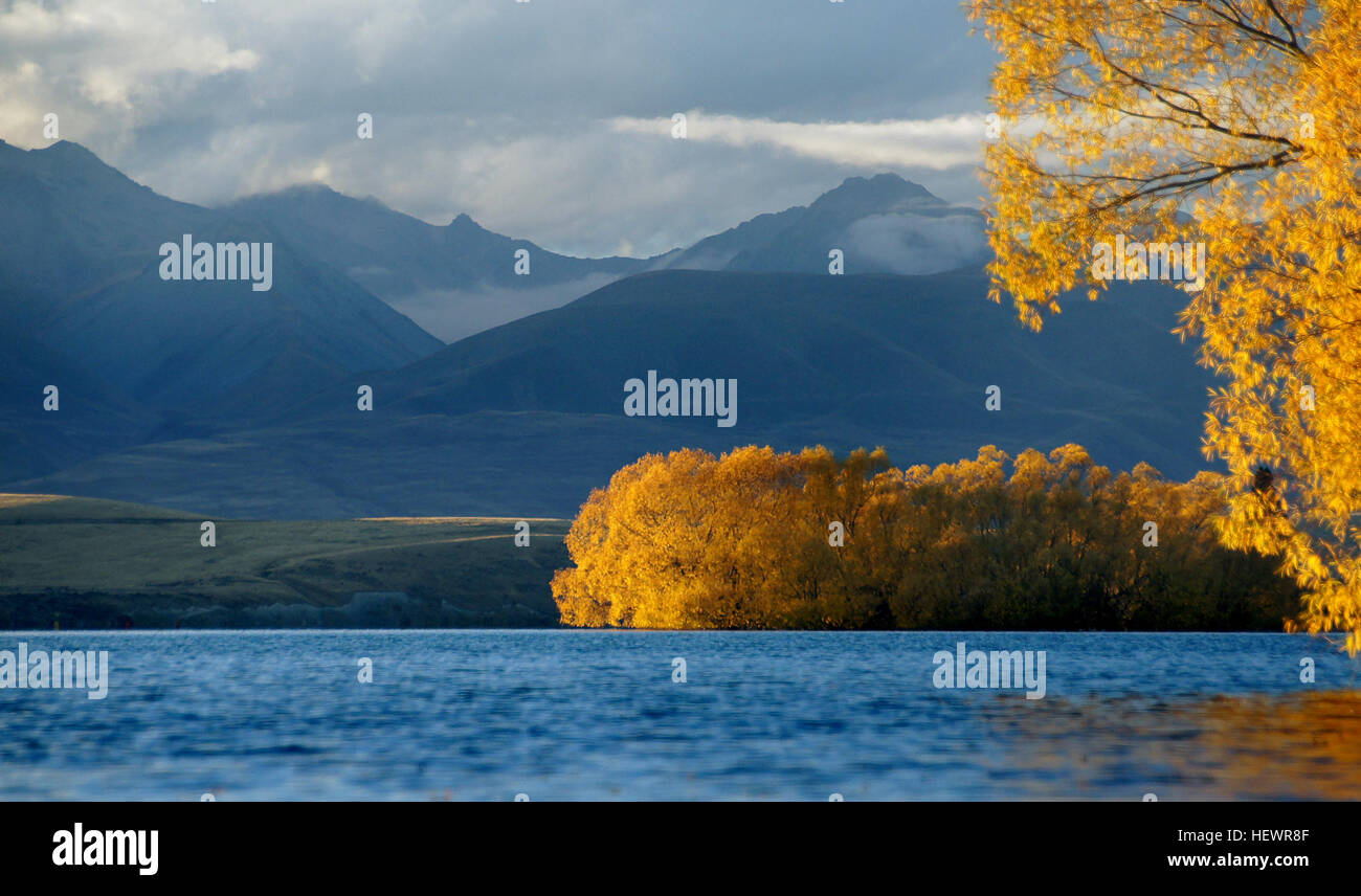 Autumn in Mackenzie Country presents a striking landscape, with yellow ...