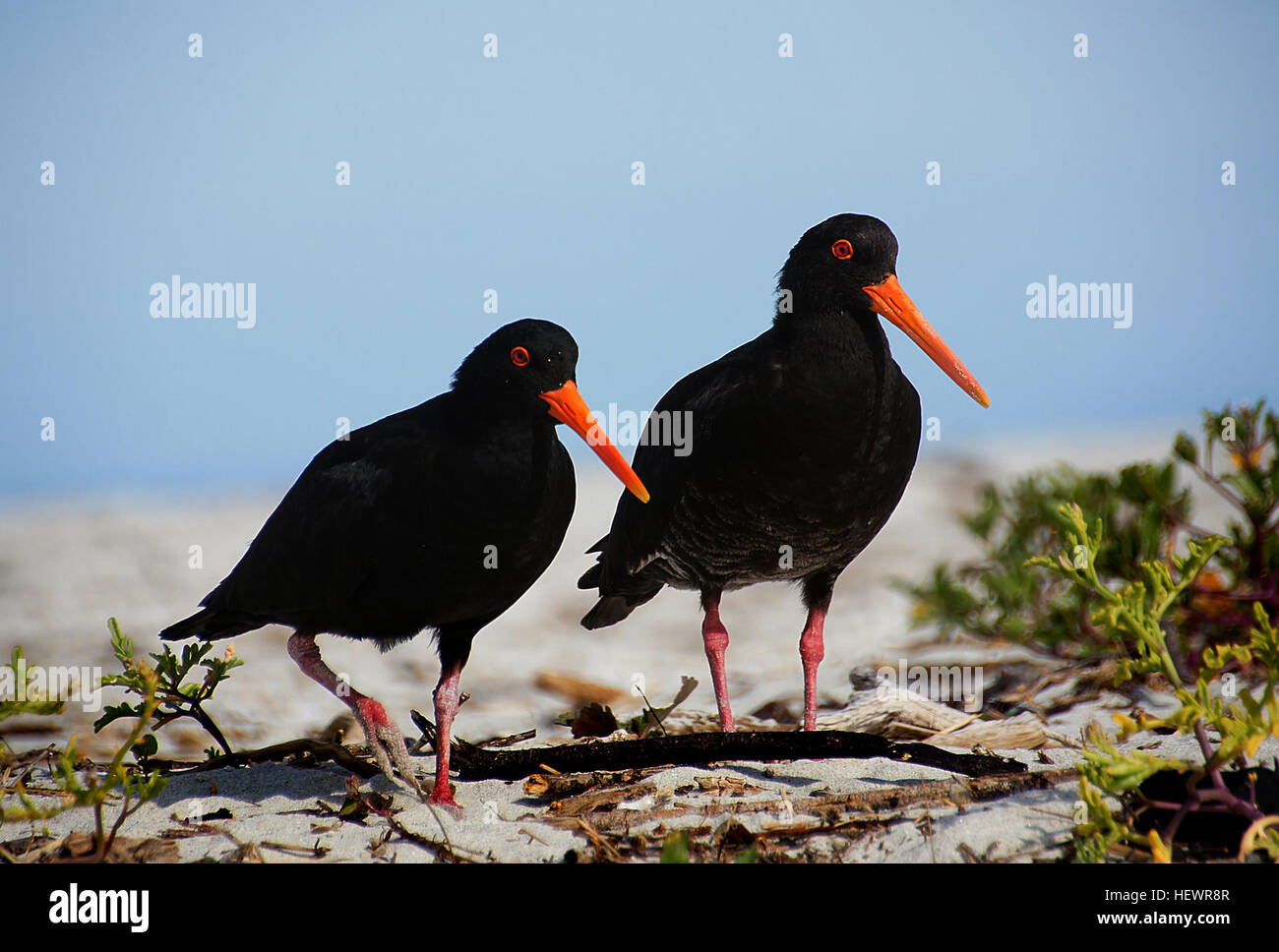 Varied oystercatcher hi-res stock photography and images - Alamy