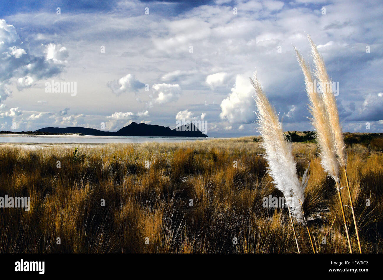 Toetoe is New Zealand’s largest native grass, growing in clumps up to ...