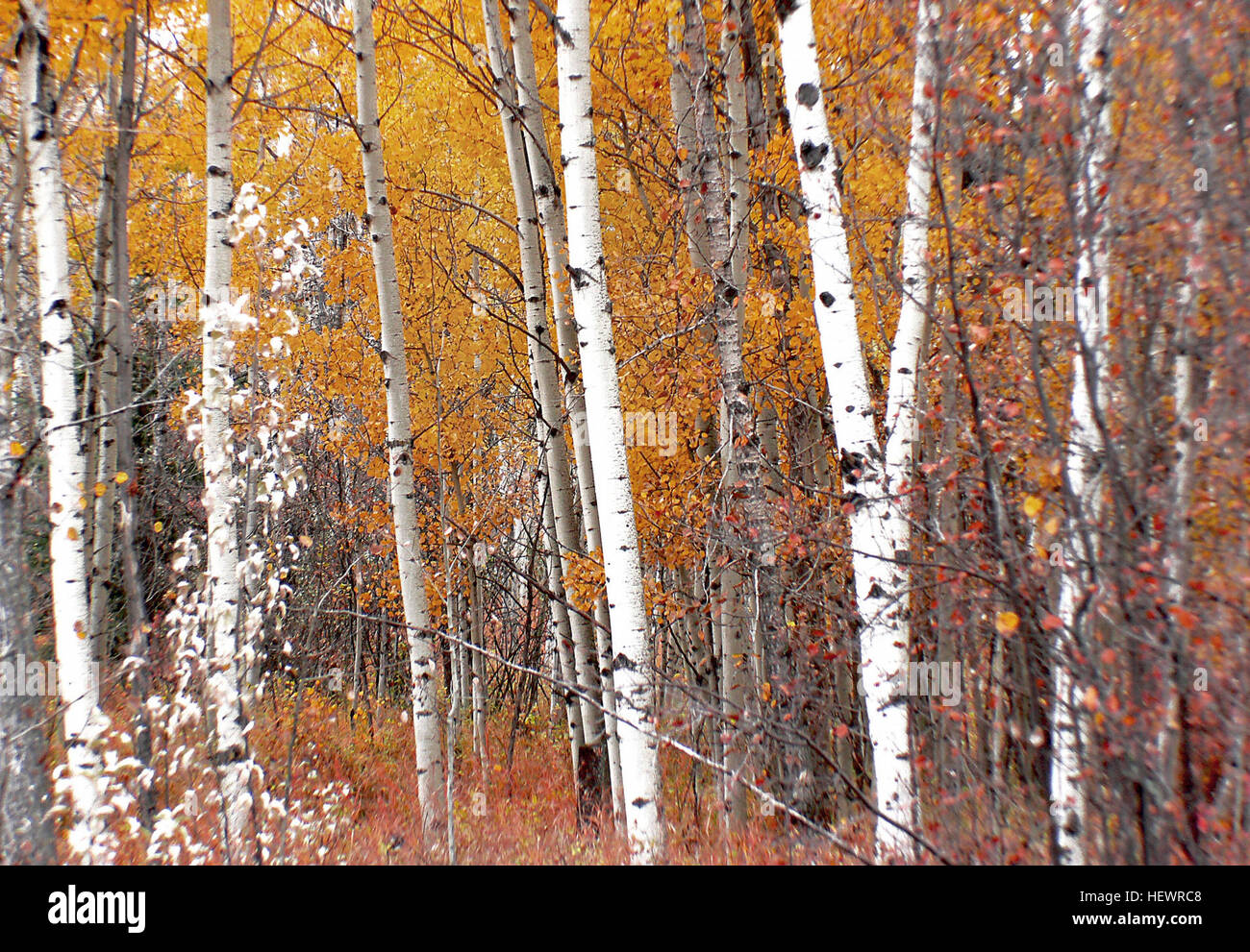 Aspen trees native cold hi-res stock photography and images - Alamy