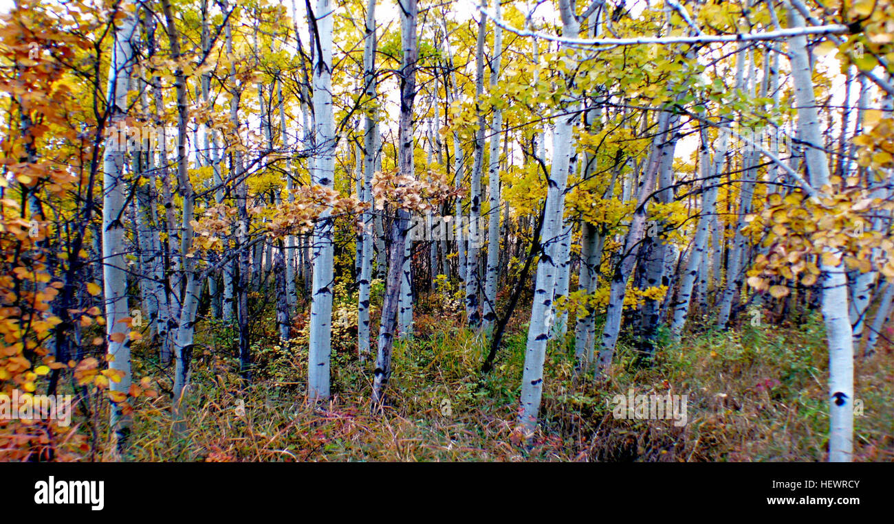 What Altitude Do Aspen Trees Grow At?